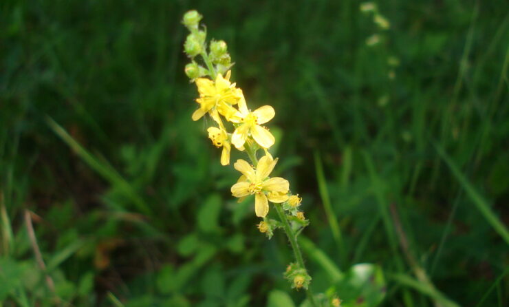 Biljka PETROVAC – Agrimonia eupatoria – AmRaNN